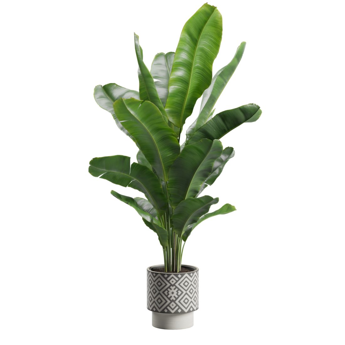 Strelitzia Reginae Pattern Pot 3D Model for VRay, Corona | CGMood