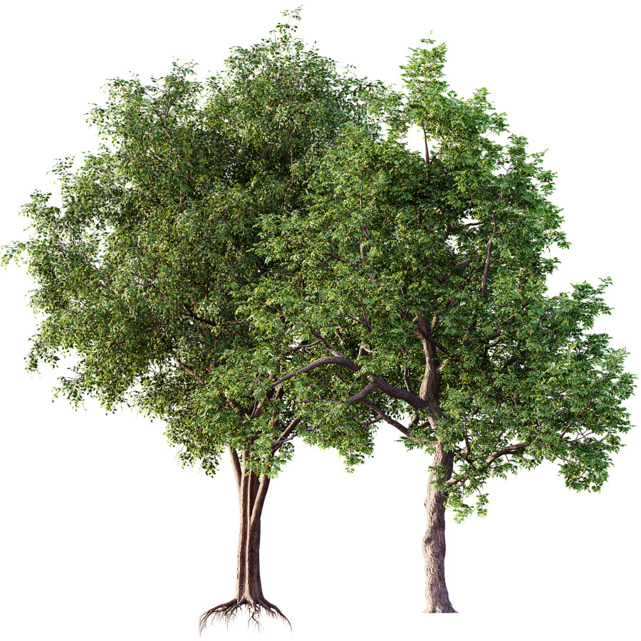 Av Ash Tree And American Elm Tree 3D Model for VRay, Corona | CGMood