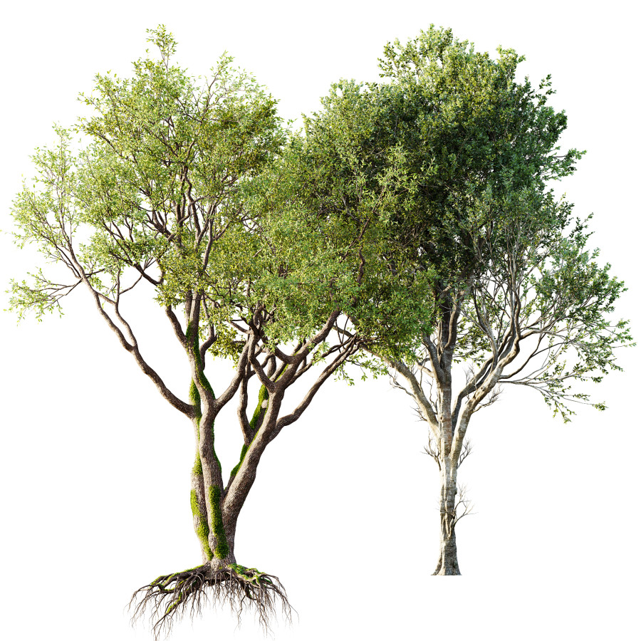 Av Fagus Grandifolia And Angel Oak Live Tree 3D Model for VRay, Corona ...
