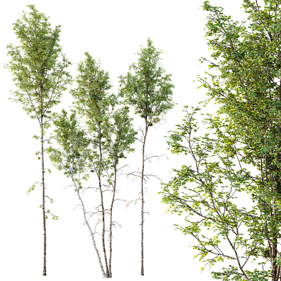 Av Betula Pendula 3 Trees - 3D Model for VRay, Corona