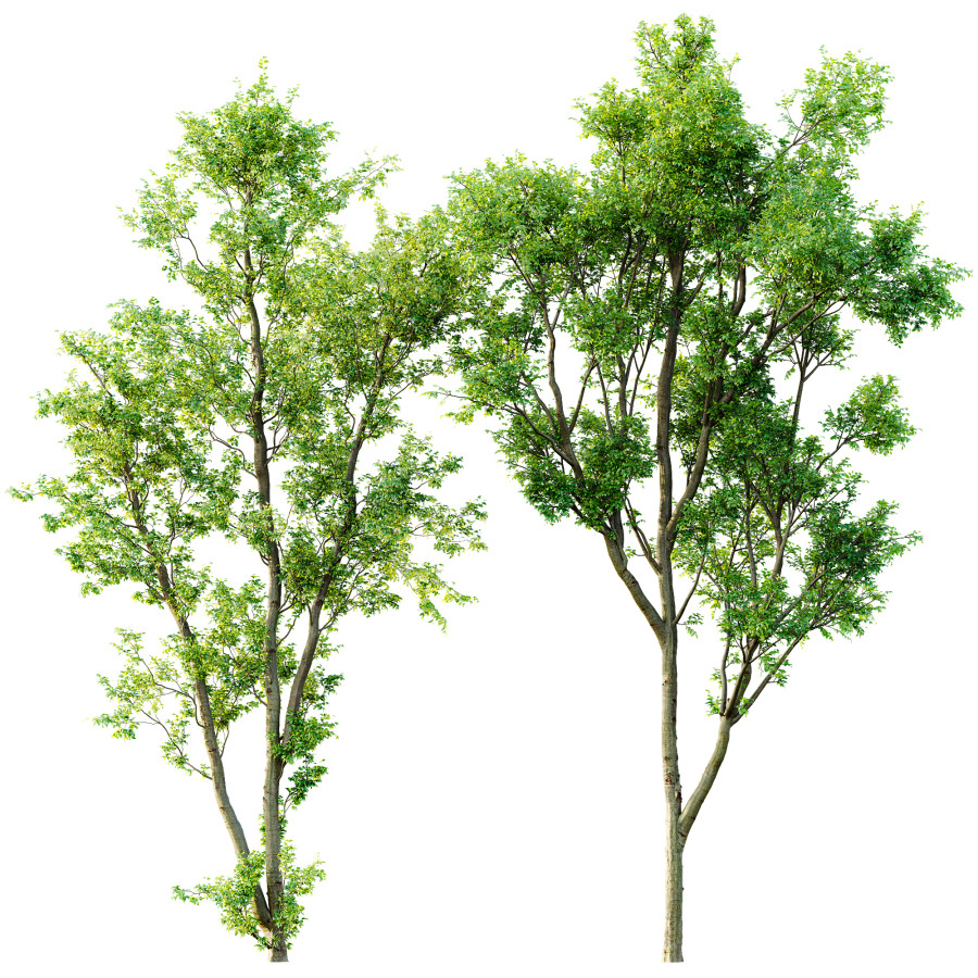 Av Celtis Australis - 3D Model for VRay, Corona