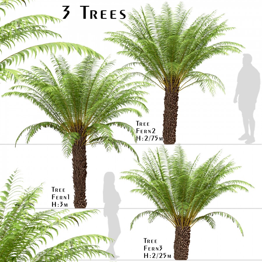 Set Of Tree Fern Trees (Dicksonia Antarctica) - 3D Model for VRay