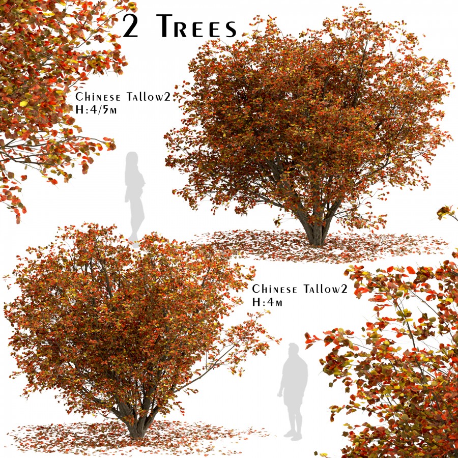 Set Of Chinese Tallow Trees (Triadica Sebifera) 3D Model for VRay | CGMood