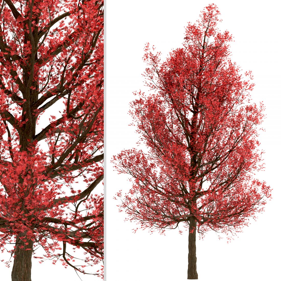 Set Of Red Oak Trees (Quercus Rubra) (2 Trees) 3D Model for VRay | CGMood