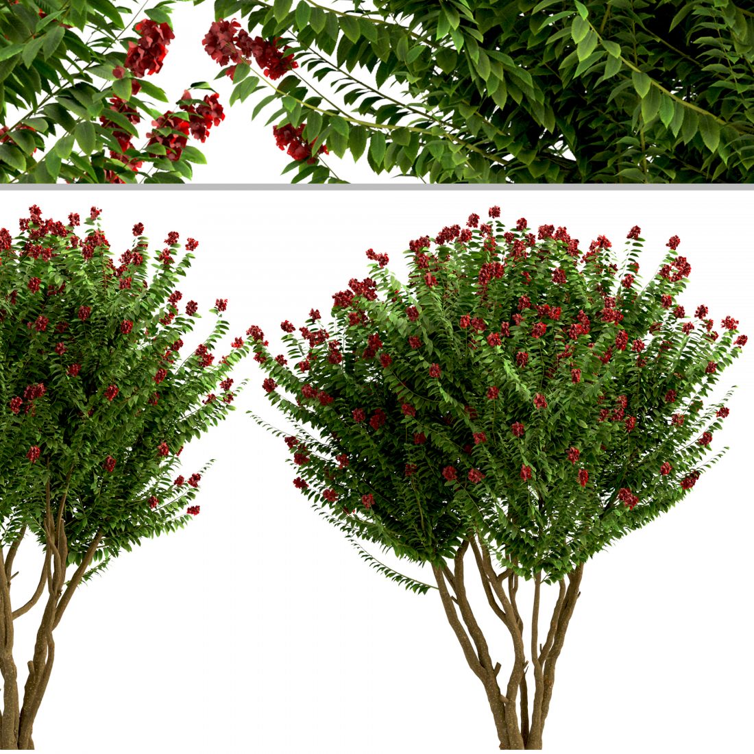 Set Of Dynamite Crepe Myrtle Trees (Lagerstroemia) - 3D Model for VRay