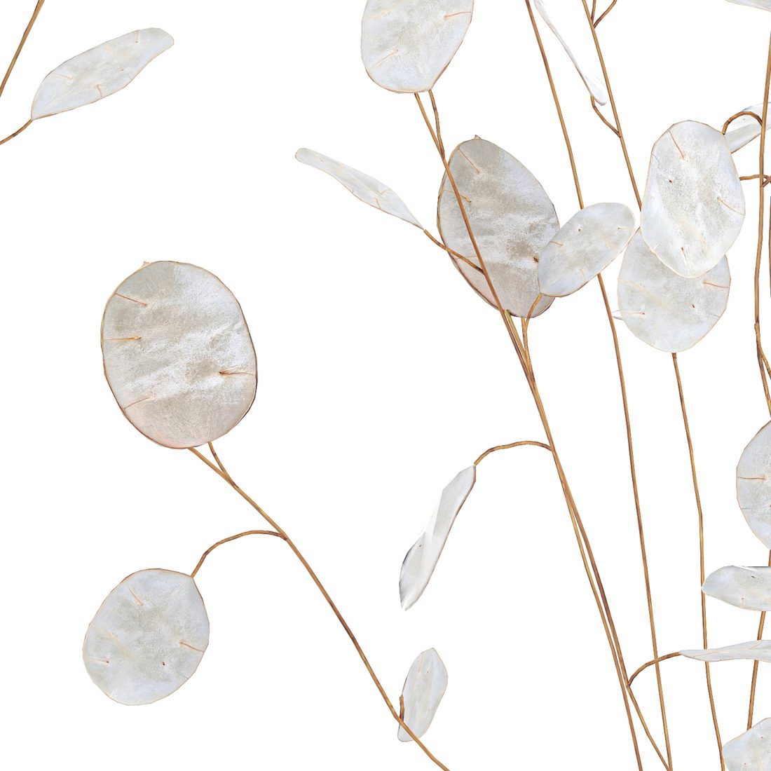 Bouquet Of Dried Flowers Lunaria In A Glass Vase - 3D Model for VRay
