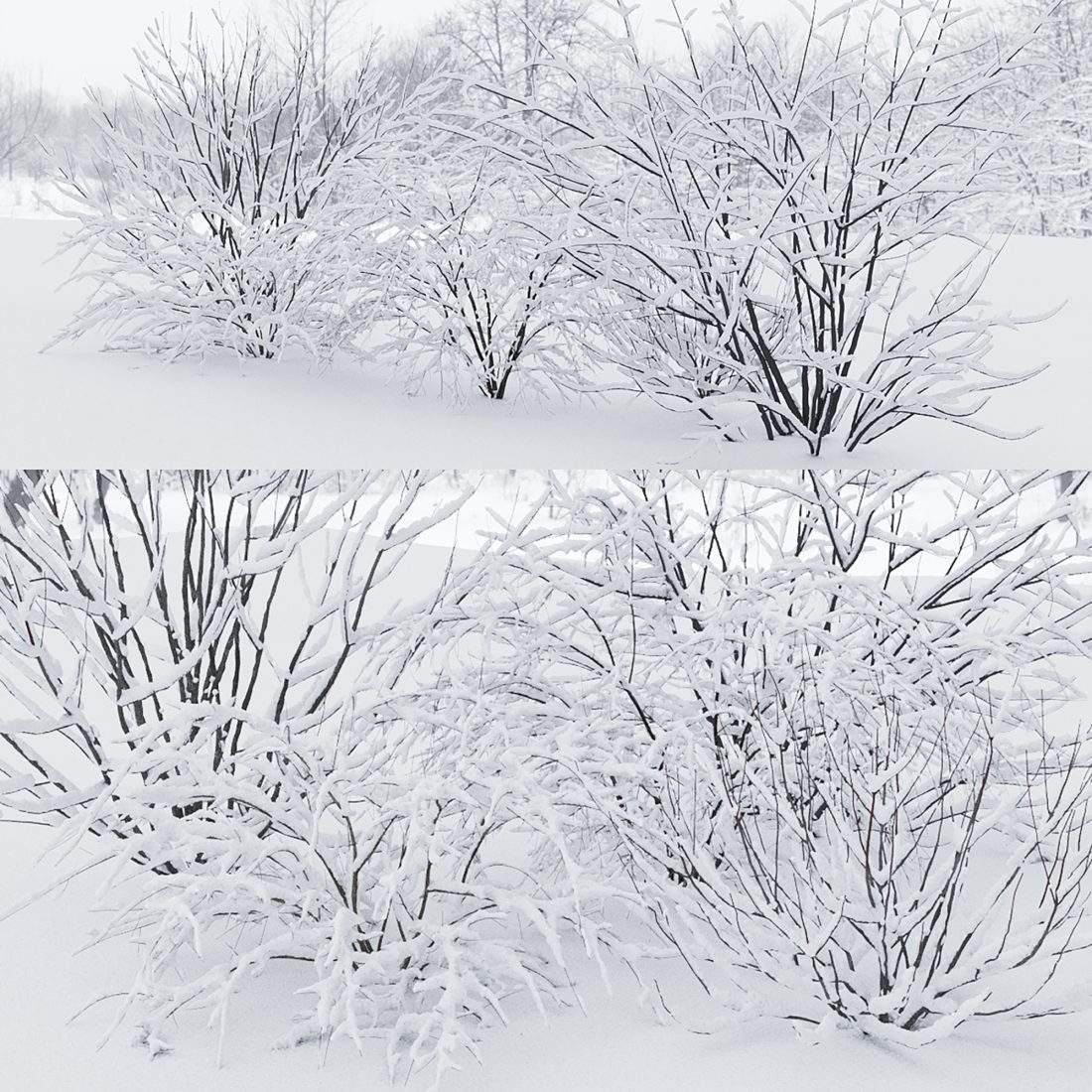 Winter Bushes 01 3D Model for VRay, Corona | CGMood