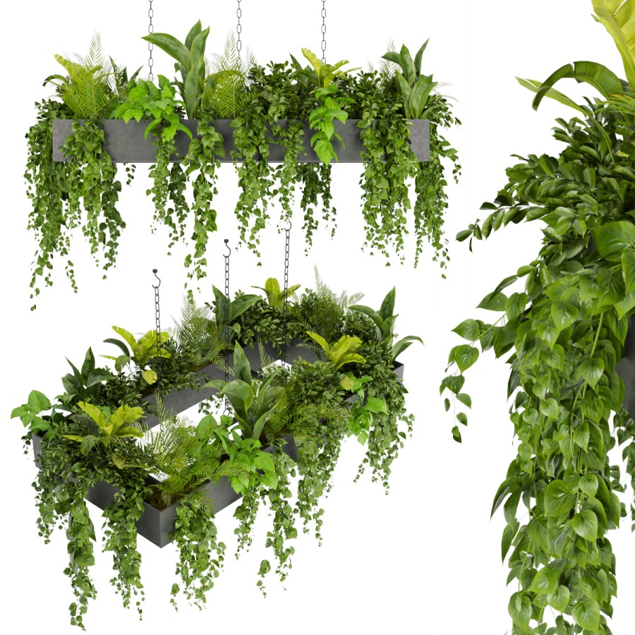Collection Plant Vol 279 - Indoor - Hanging - 3D Model for VRay, Corona