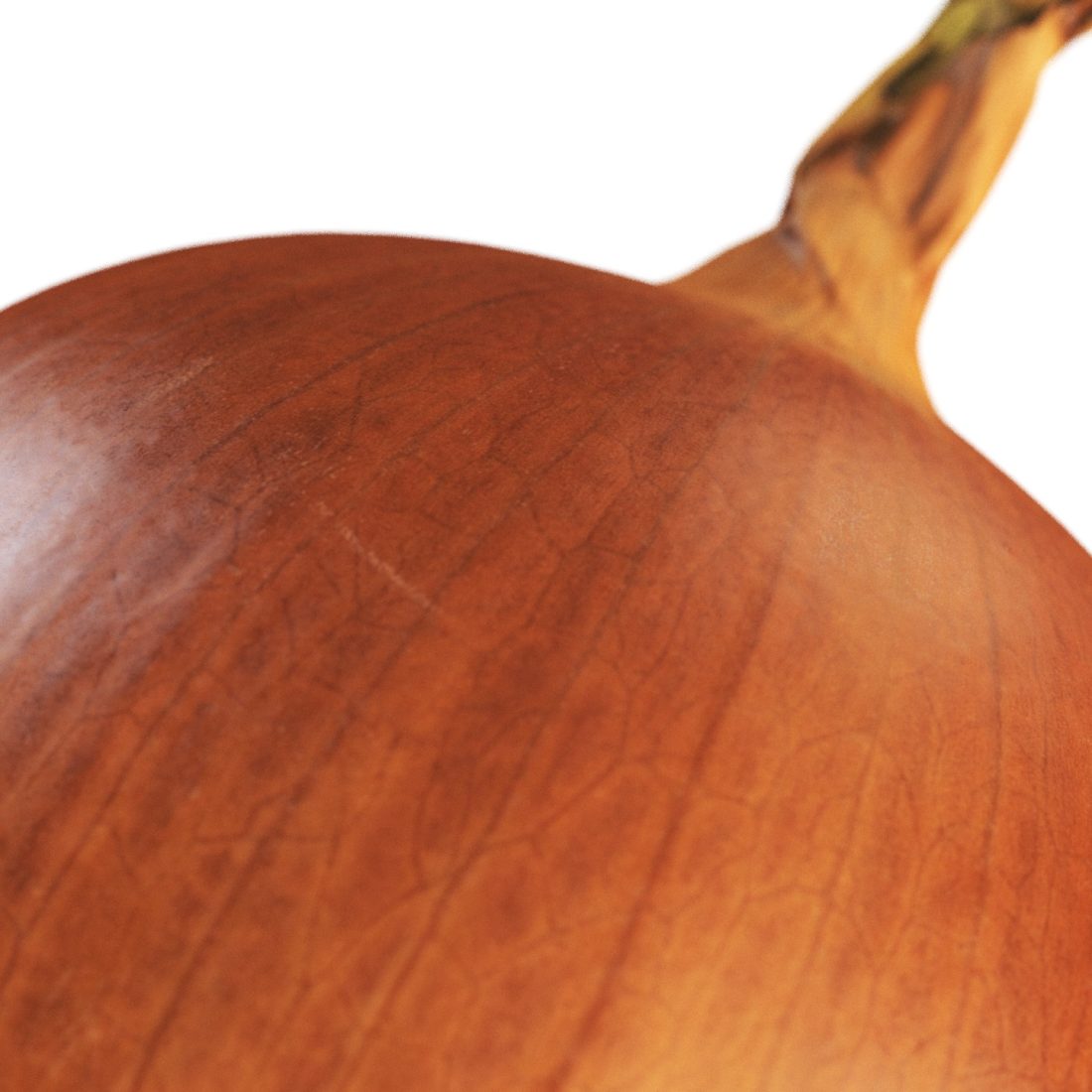 4k Scanned Onion #2 - 3D Model for VRay, Corona