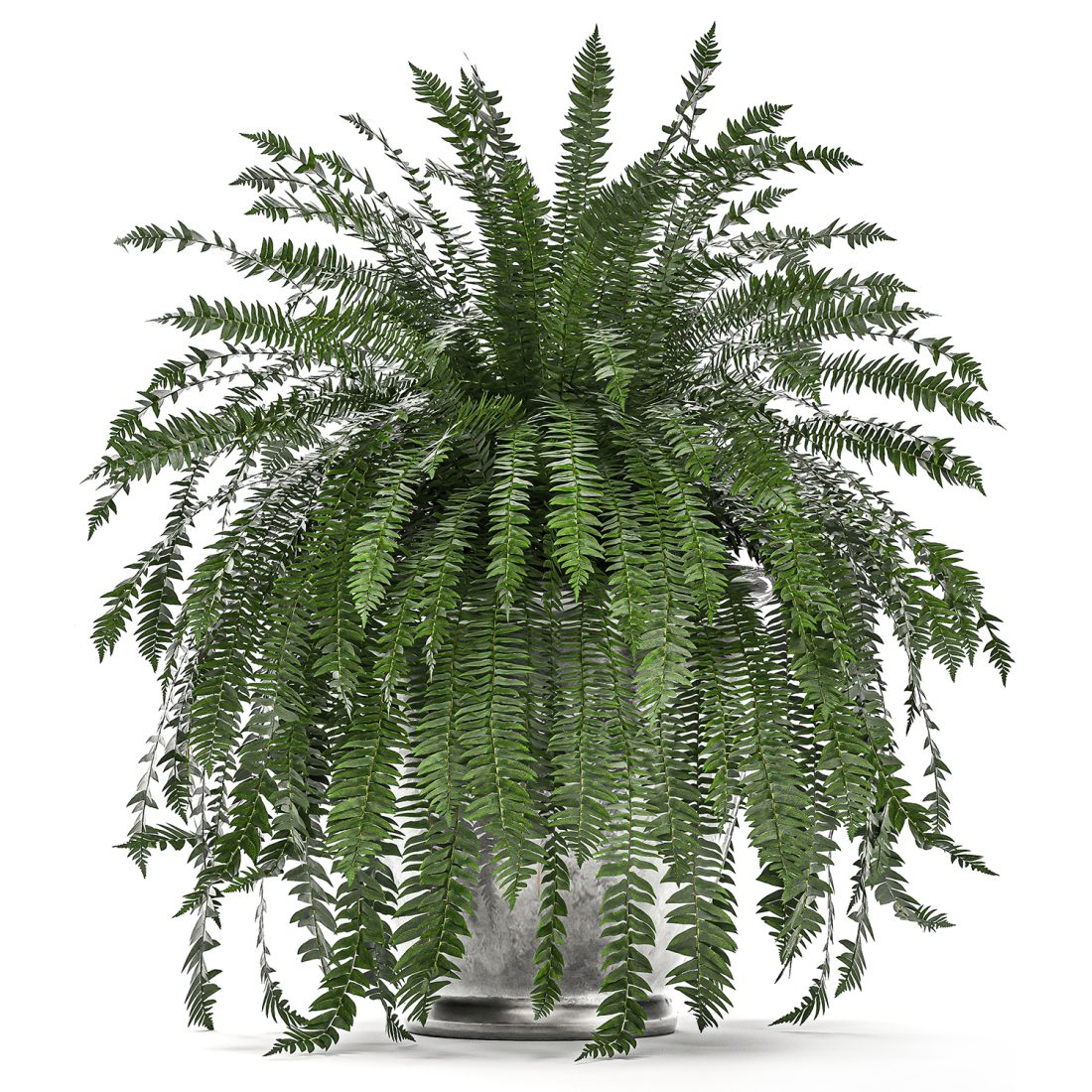 Decorative Fern In A White Flowerpot 517 - 3D Model for VRay