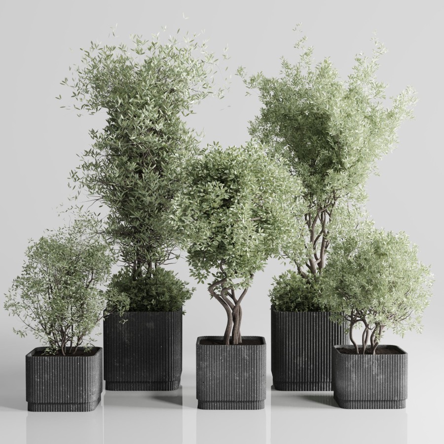 Indoor Plant Set 332 Plant Tree Pot Dirty Concrete 3D Model for VRay ...