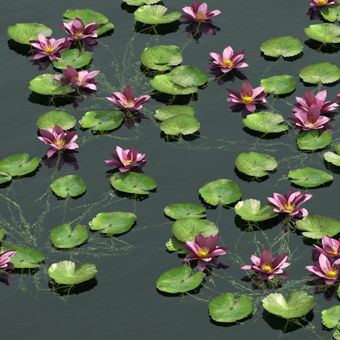 Aquatic Lotus Flower - 3D Model for VRay, Corona