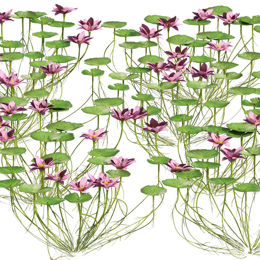 Aquatic Lotus Flower - 3D Model for VRay, Corona