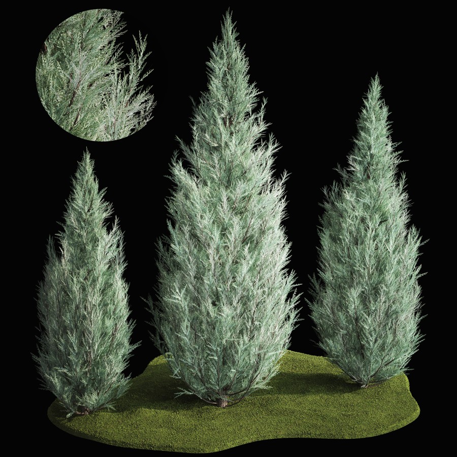 Blue Cypress Juniper And Thuja - 3D Model for VRay