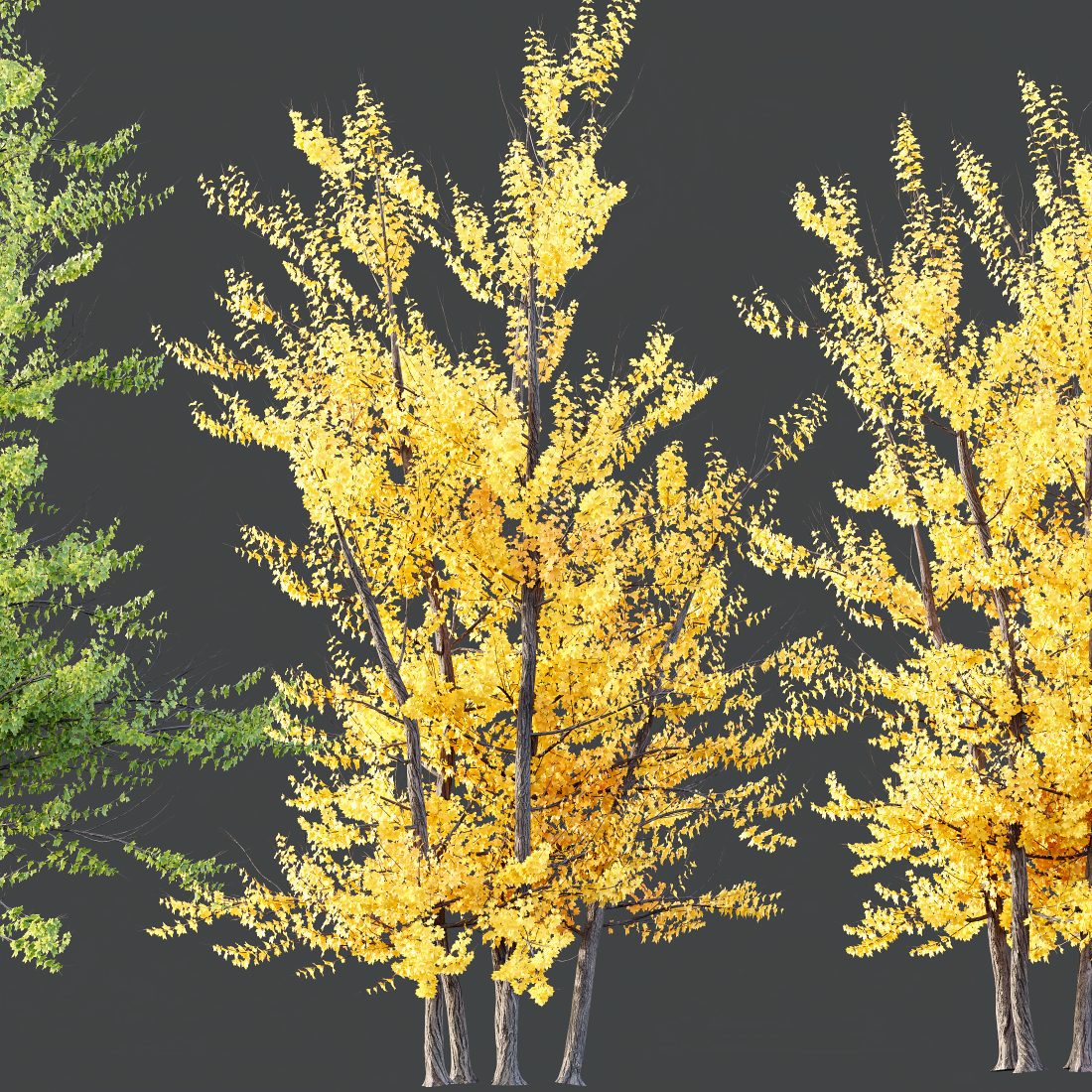Acer X Freemanii Freeman Maple Sapindaceae Autumn3 3D Model for VRay ...