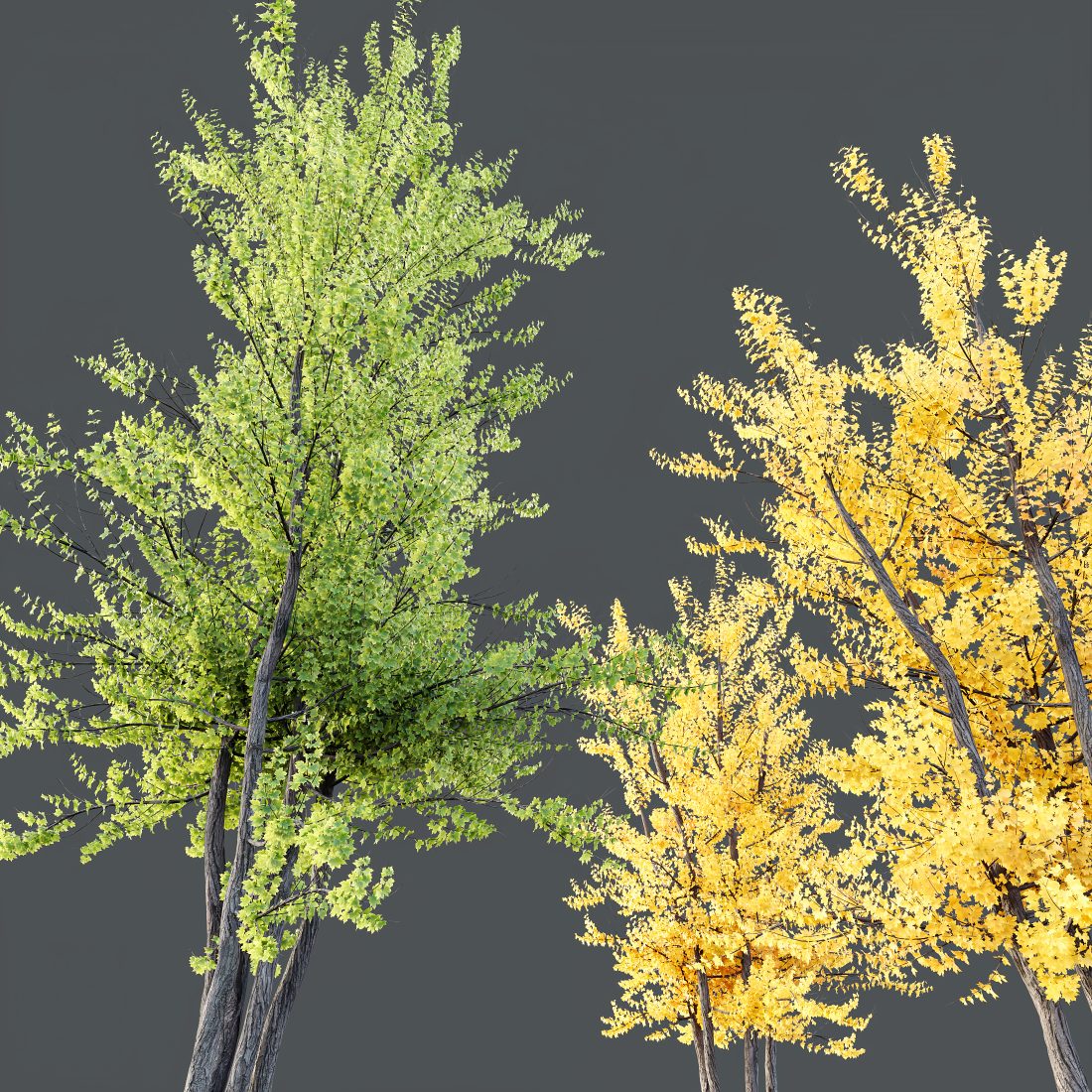 Acer X Freemanii Freeman Maple Sapindaceae Autumn3 3D Model for VRay ...