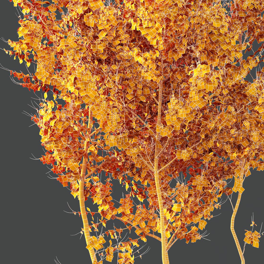 Freemanii Freeman Maple Sapindaceae Autumn Blaze 3D Model for VRay ...