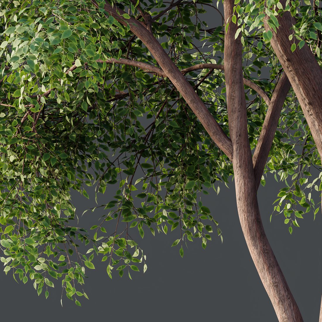 American Elm And Ash Tree - 3D Model for VRay, Corona