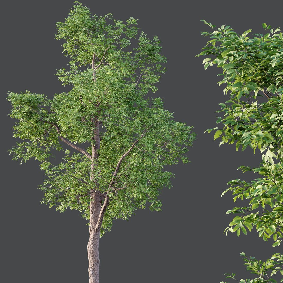 American Elm And Ash Tree 3D Model for VRay, Corona | CGMood