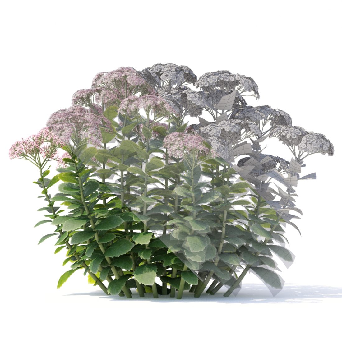 Sedum Spectabile Flower 3D Model for VRay, Corona | CGMood