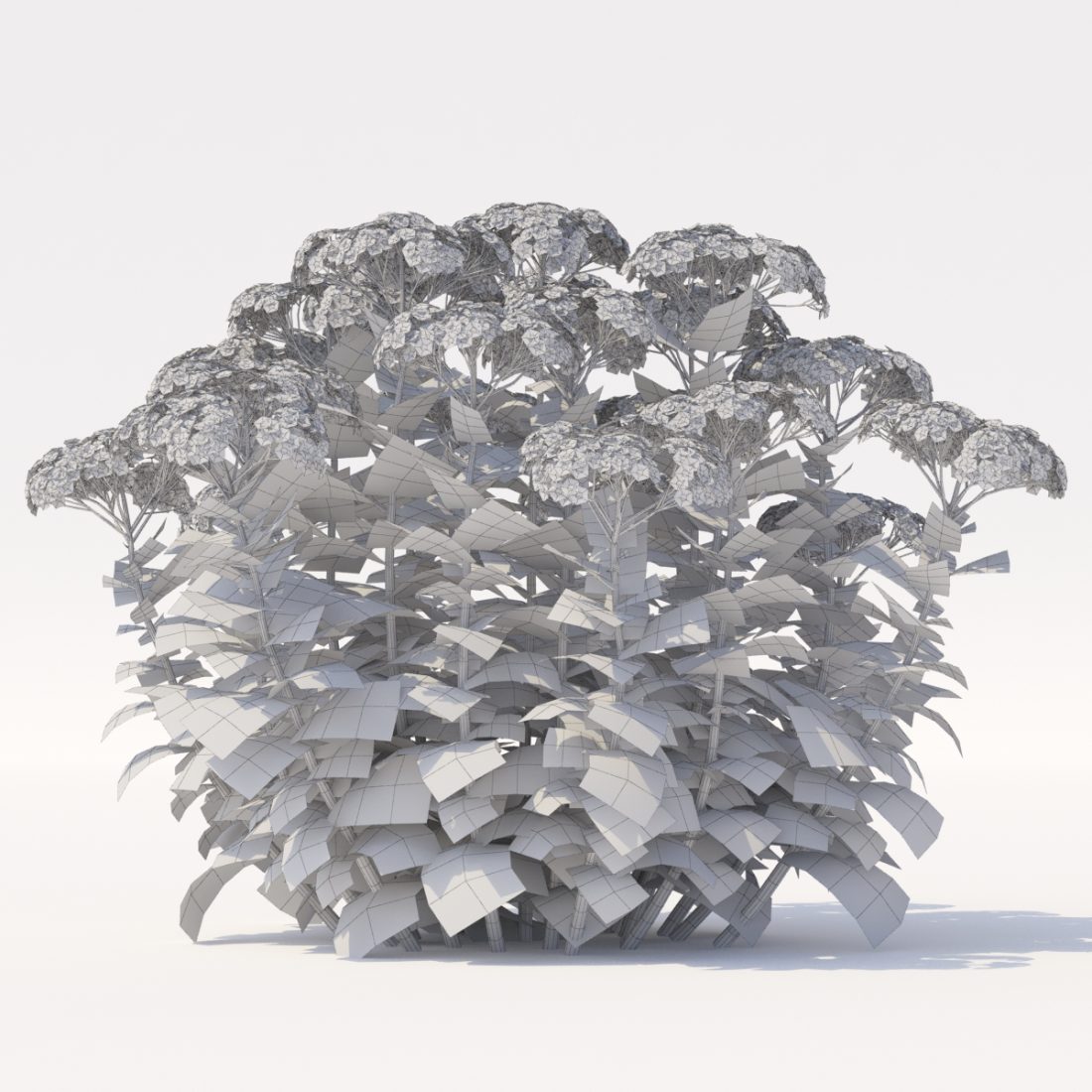 Sedum Spectabile Flower 3D Model for VRay, Corona | CGMood