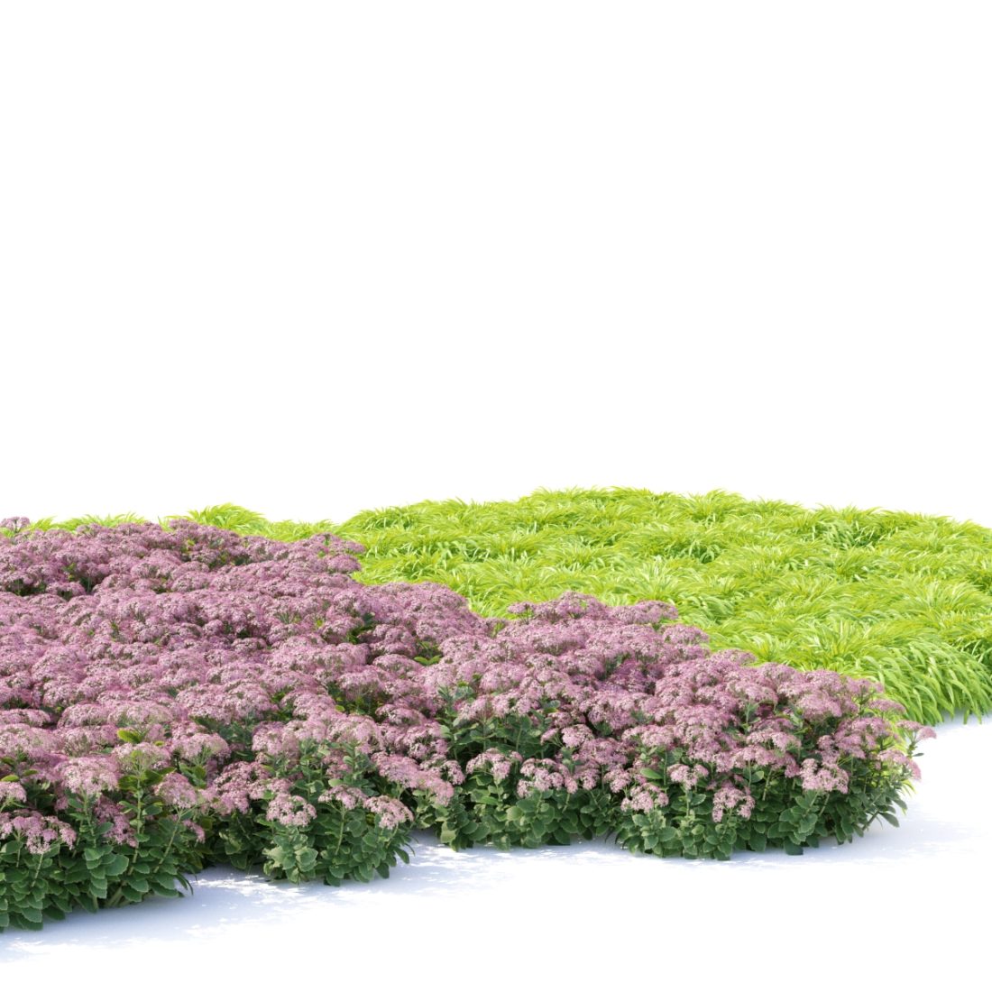 Sedum Spectabile Flower 3D Model for VRay, Corona | CGMood