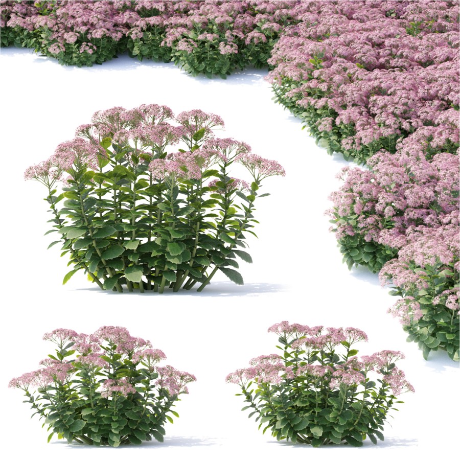 Sedum Spectabile Flower 3D Model for VRay, Corona | CGMood