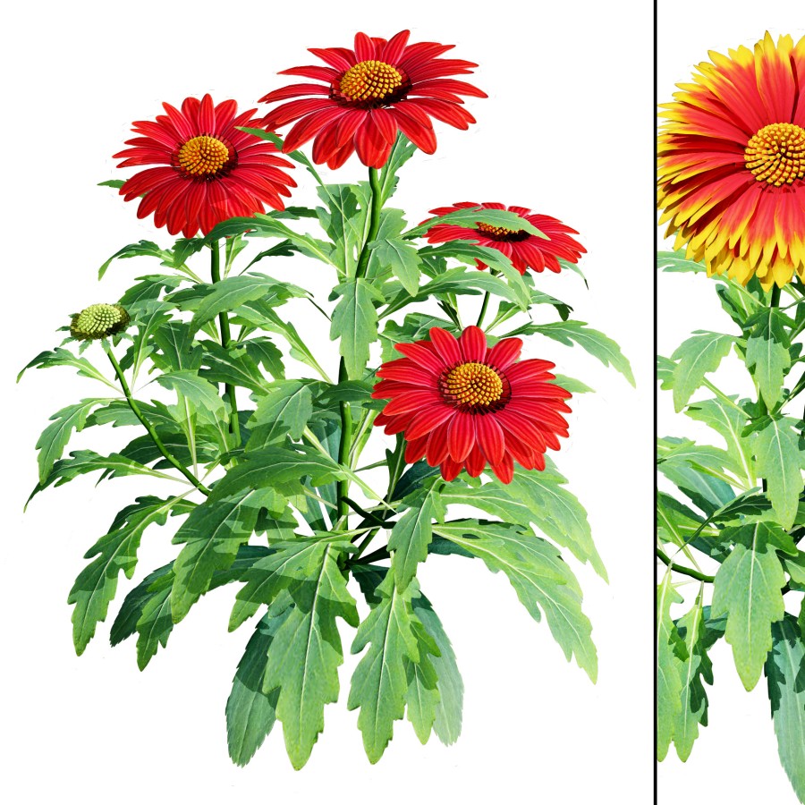 Arizona Red Shades Flowers 3d Model - 3D Model for VRay, Corona