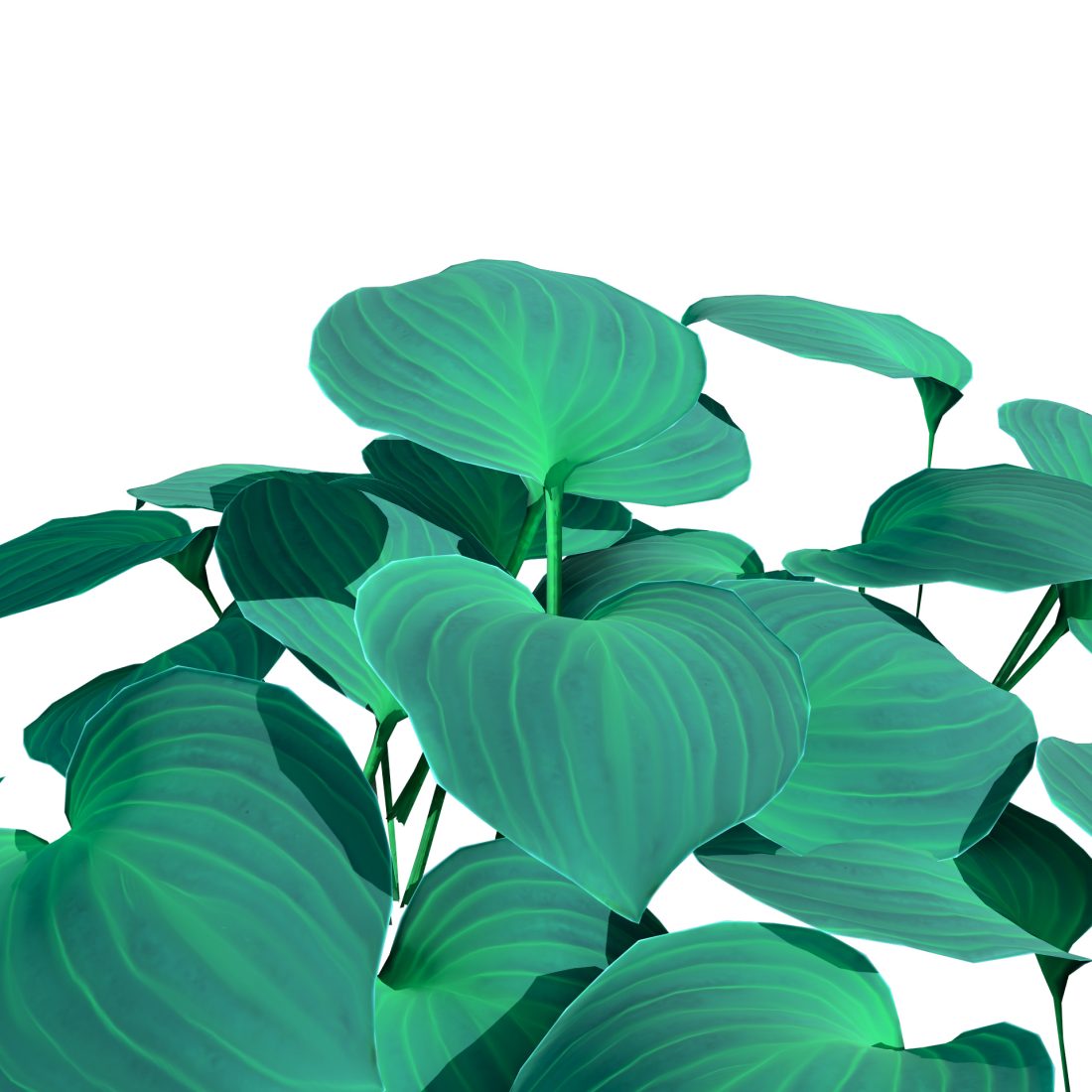 Blue Mouse Ears Hosta 3d Model 3D Model for VRay, Corona | CGMood
