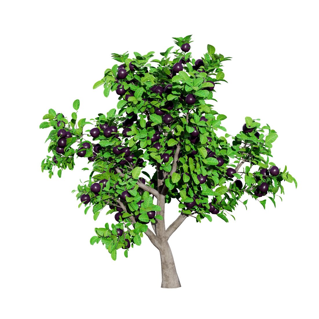Passion Fruit Tree 3d 3D Model for VRay, Corona | CGMood