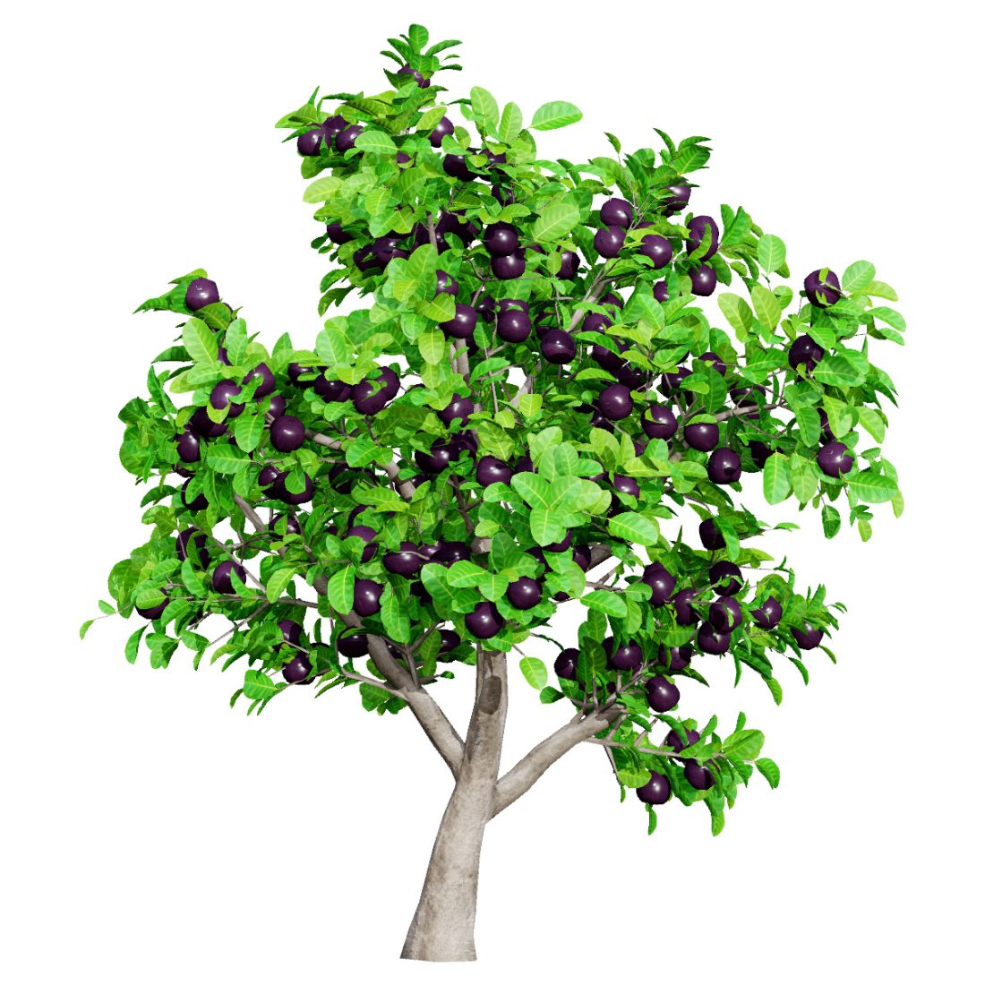Passion Fruit Tree 3d 3D Model for VRay, Corona | CGMood