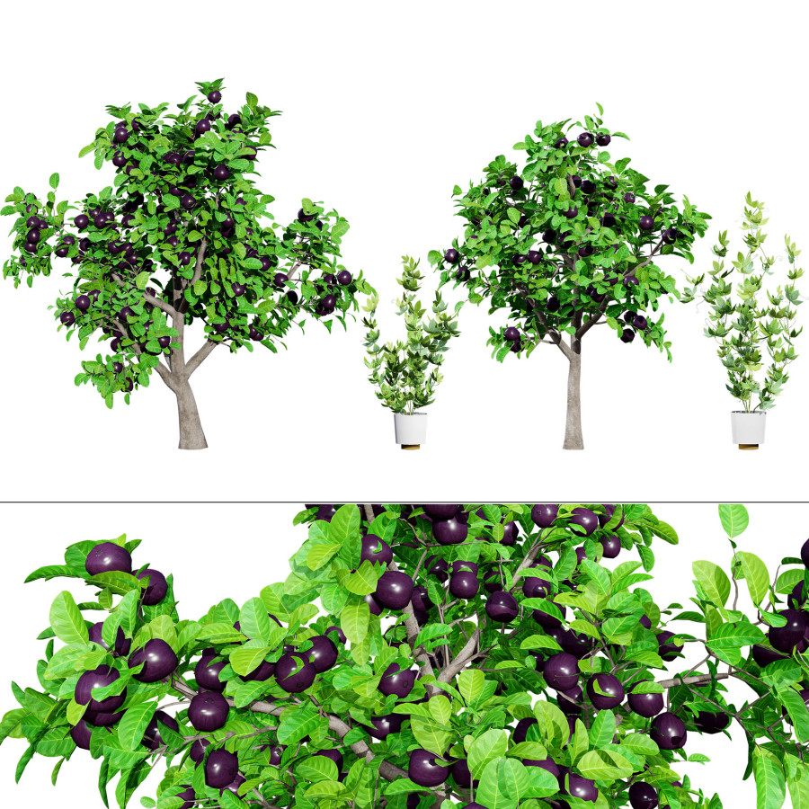 Passion Fruit Tree 3d 3D Model for VRay, Corona | CGMood