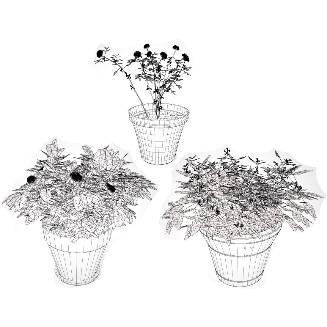 Mimosa Potted Plant 3d Model - 3D Model for VRay, Corona