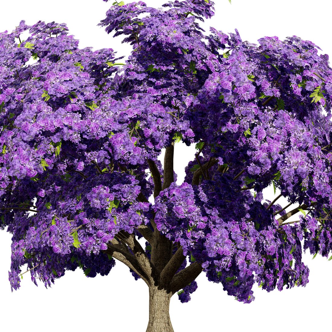 Jacaranda Tree Model - 3D Model for VRay, Corona