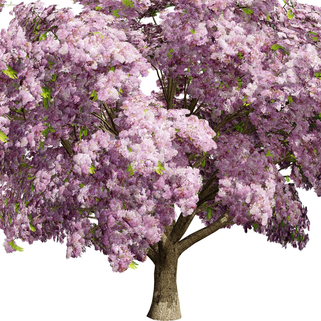 Jacaranda Tree Model - 3D Model for VRay, Corona