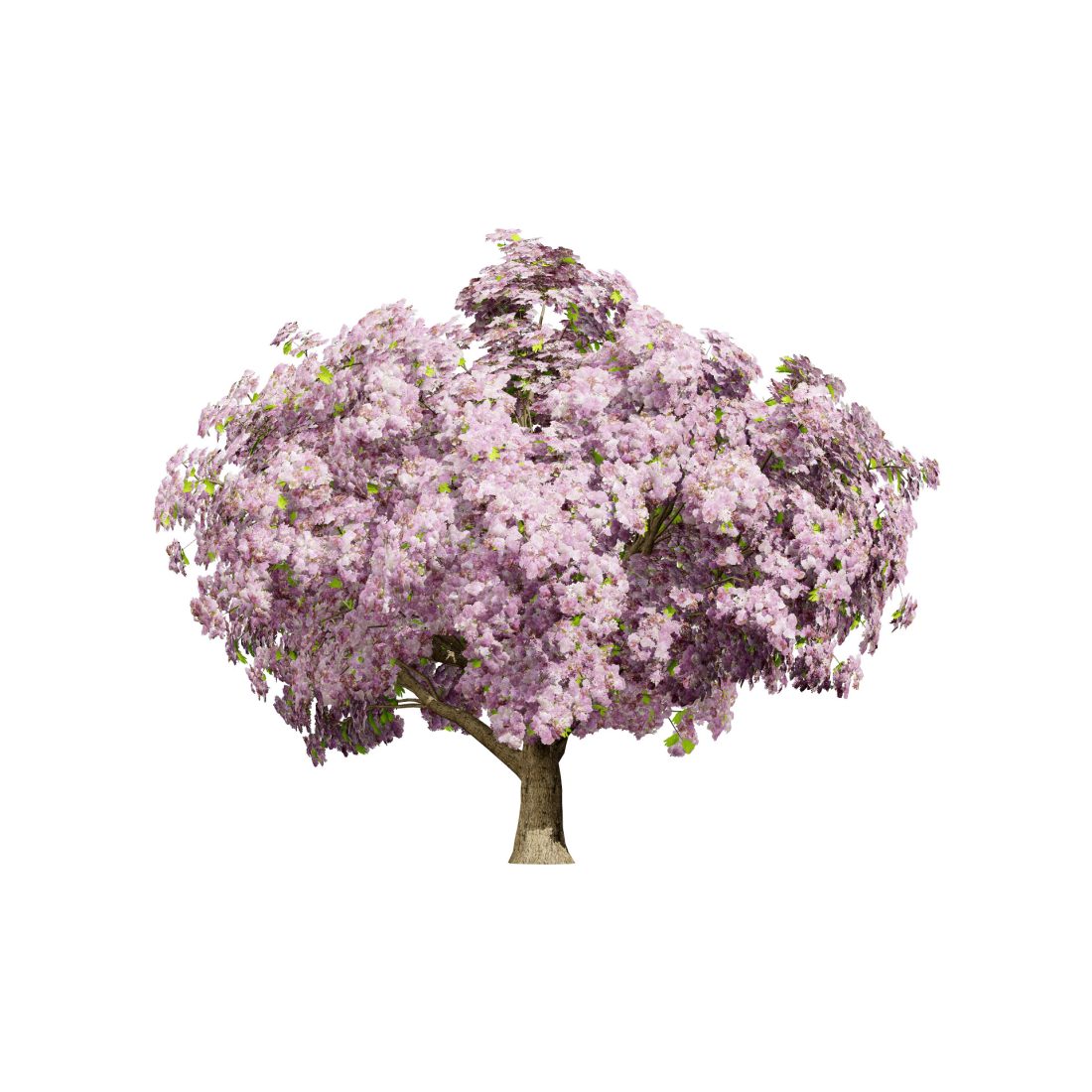 Jacaranda Tree Model - 3D Model for VRay, Corona
