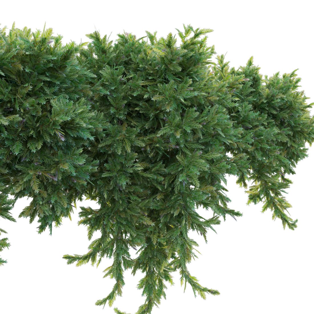 Juniperus Procumbens - Garden Juniper 02 - 3D Model for VRay, Corona