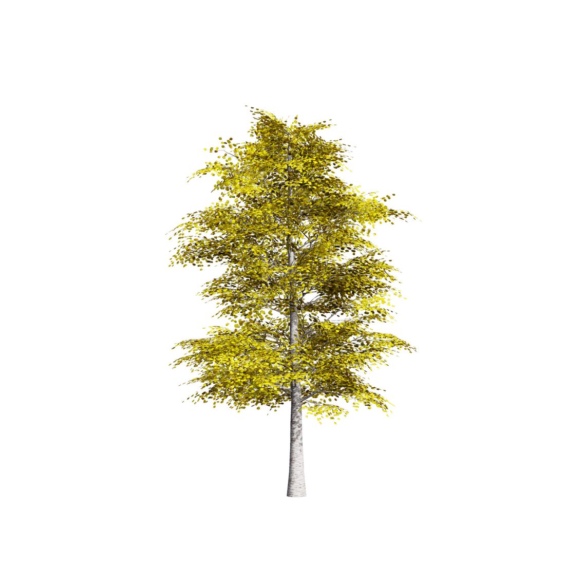 Aspen Tree Pack - 3D Model for VRay, Corona