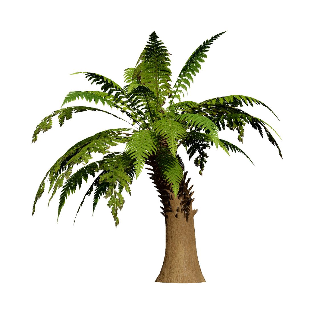 Tree Fern 3d Model - 3D Model for VRay, Corona