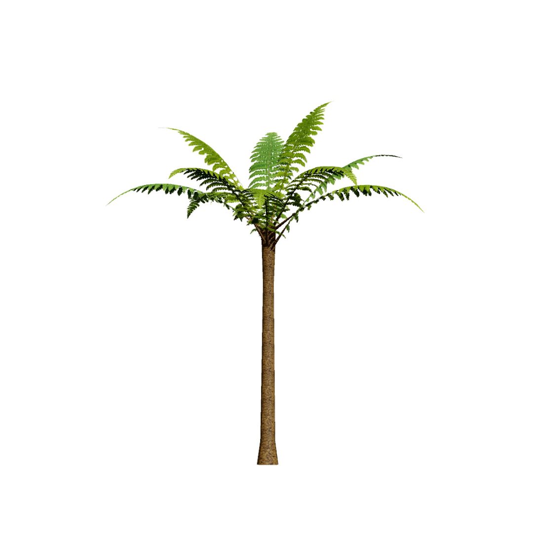Tree Fern 3d Model - 3D Model for VRay, Corona