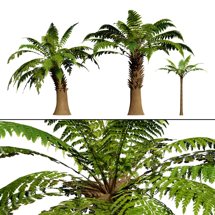 Tree Fern 3d Model - 3D Model for VRay, Corona