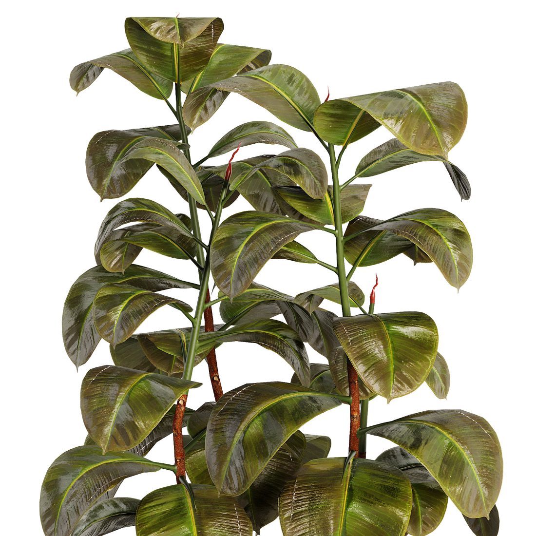 Live Ficus Elastica Rubber Plant 3D Model for Corona | CGMood