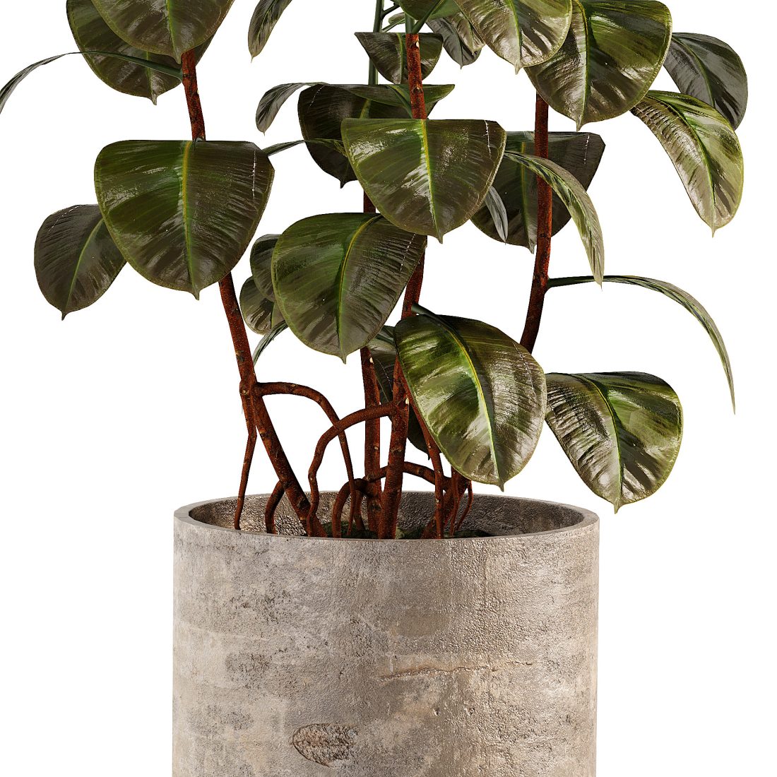 Live Ficus Elastica Rubber Plant 3D Model for Corona | CGMood