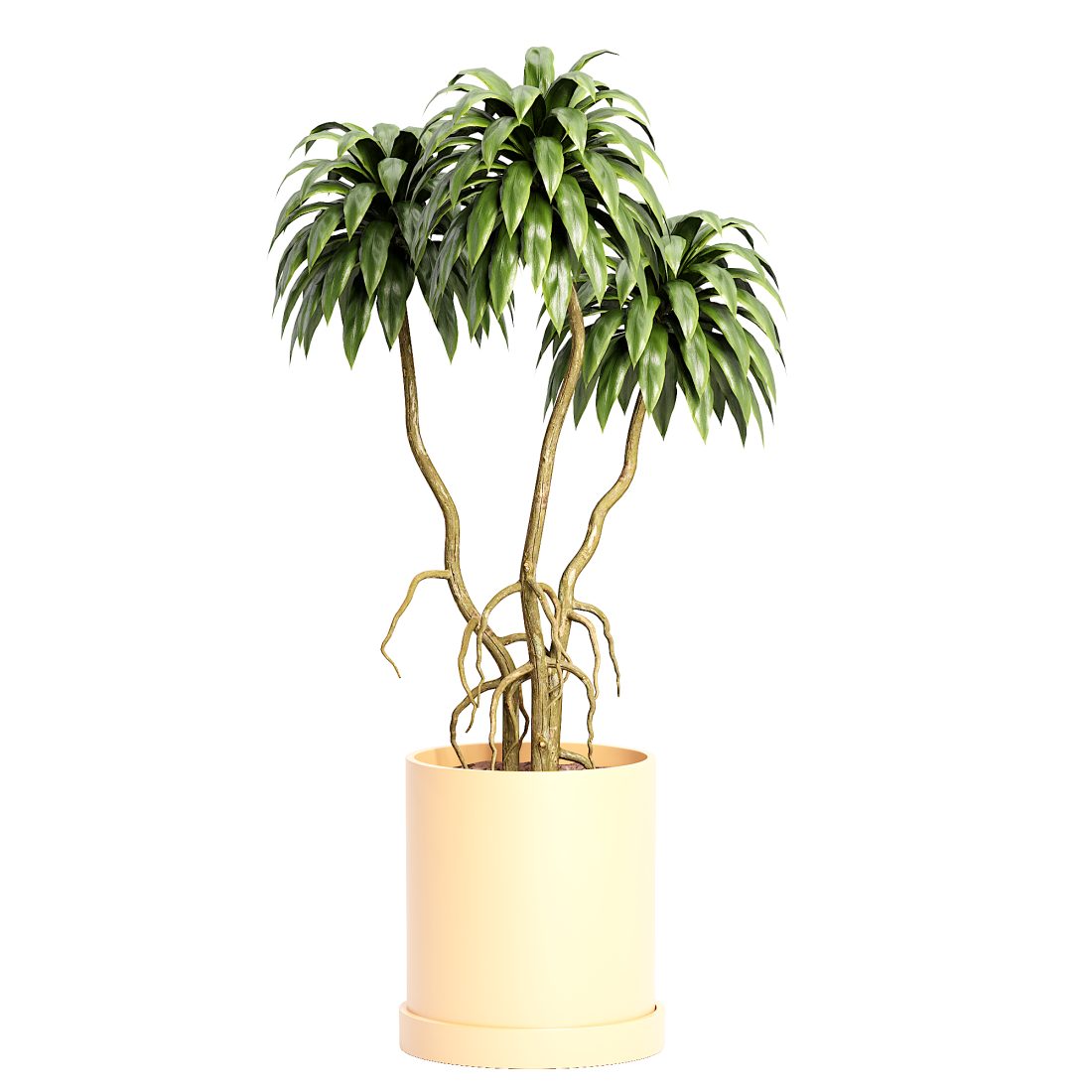 Indoor Plent 3D Model for Corona | CGMood