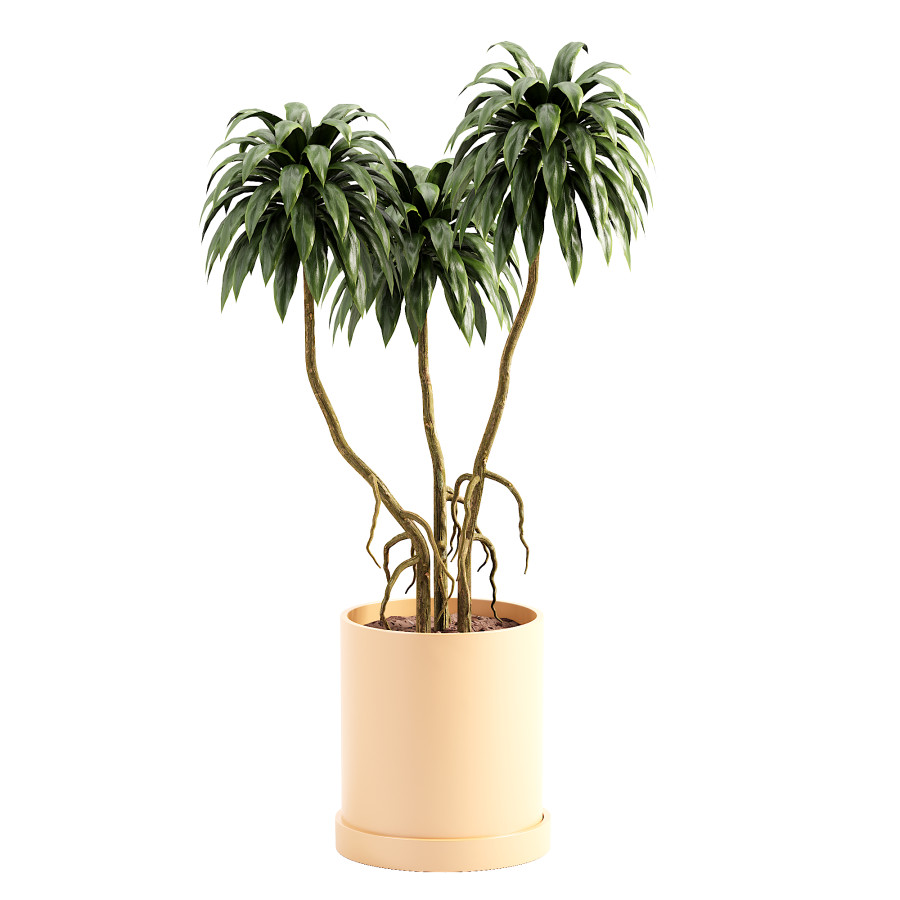 Indoor Plent 3D Model for Corona | CGMood