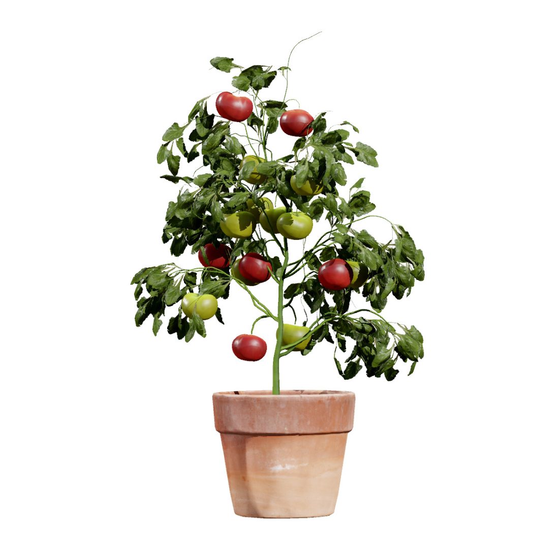 Tomato Plant 3d Model 3D Model for VRay, Corona | CGMood