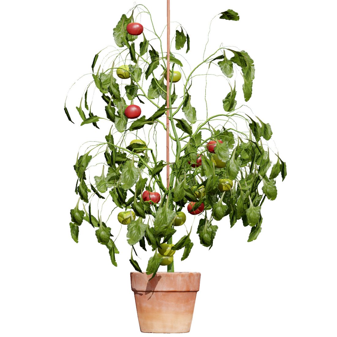 Tomato Plant 3d Model 3D Model for VRay, Corona | CGMood