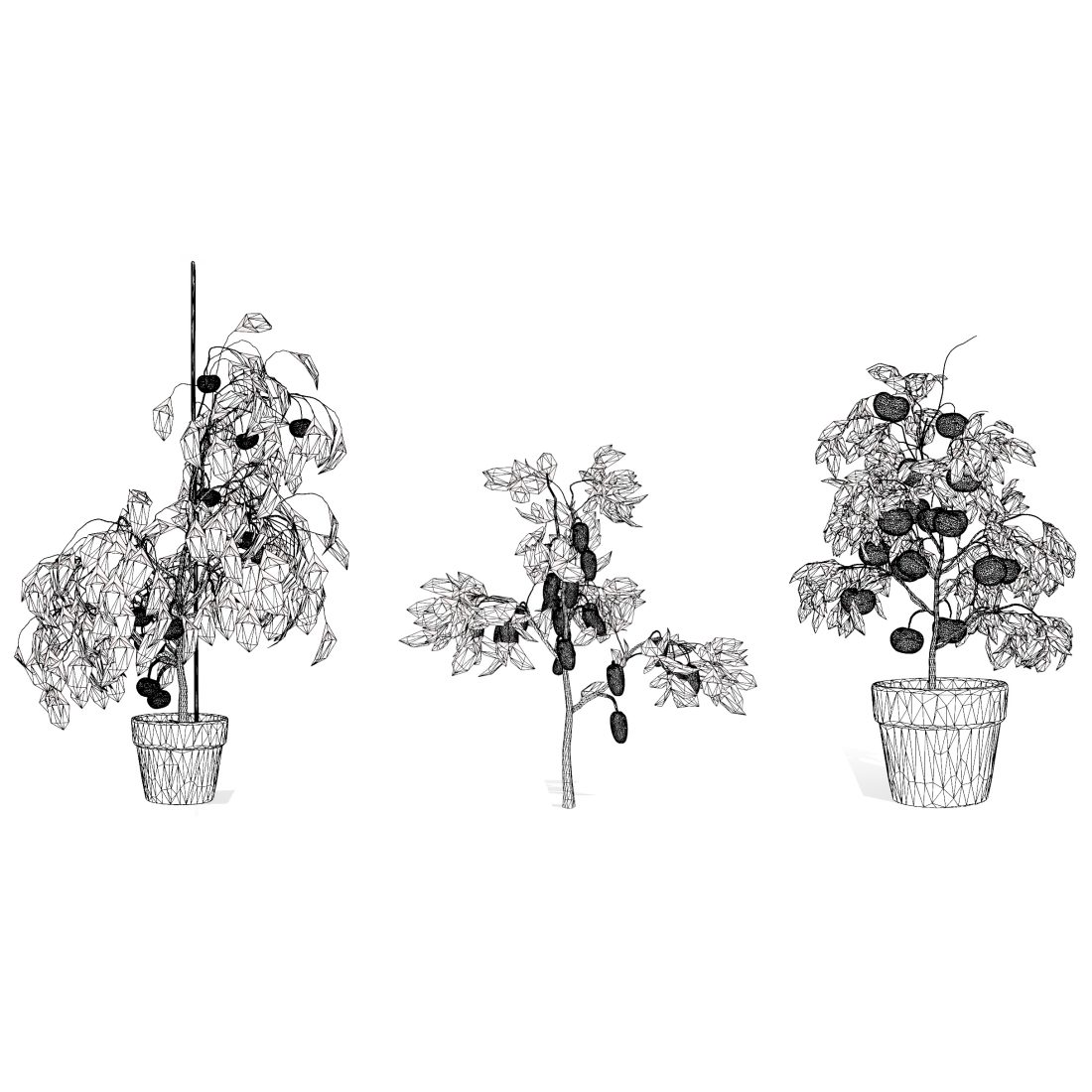 Tomato Plant 3d Model 3D Model for VRay, Corona | CGMood