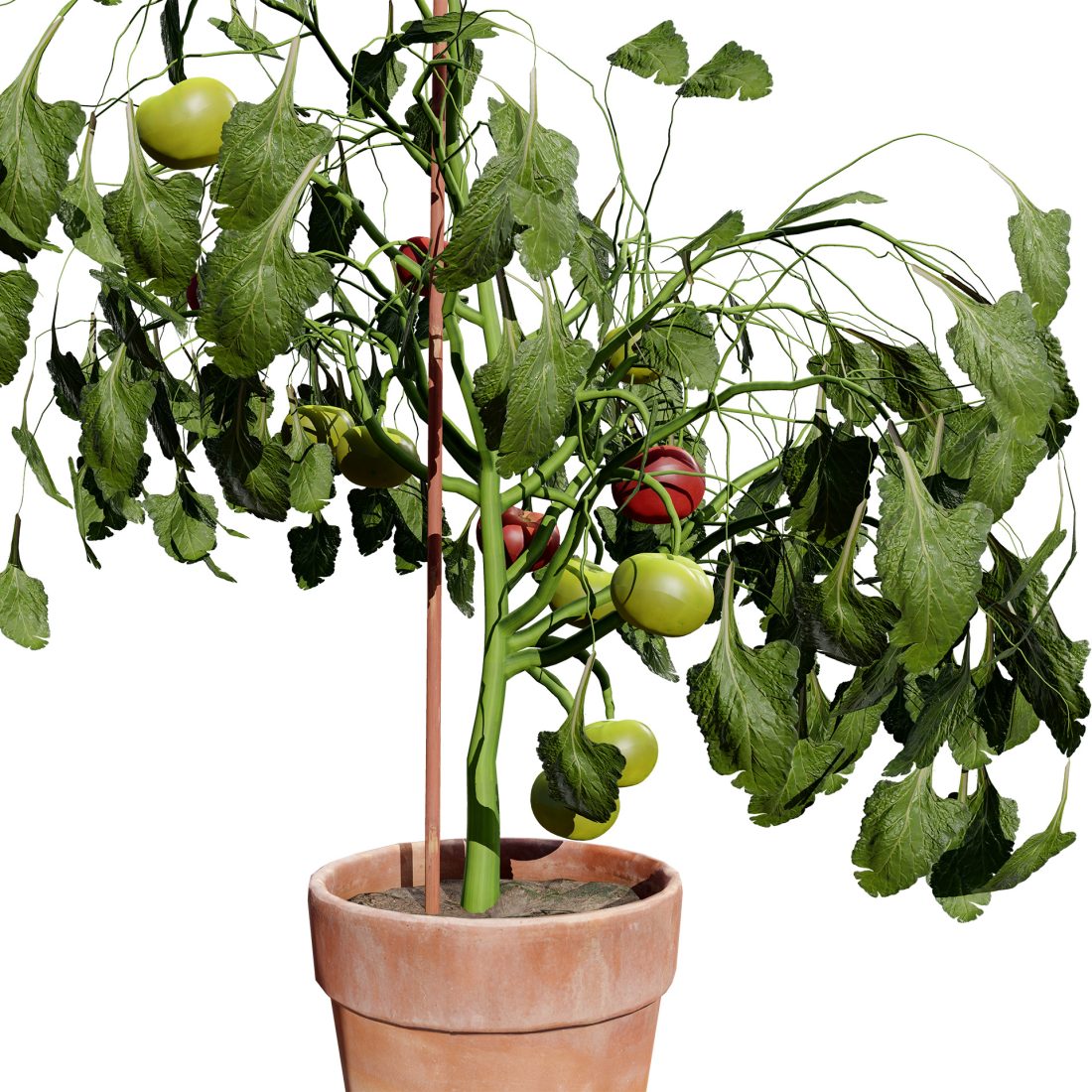 Tomato Plant 3d Model 3D Model for VRay, Corona | CGMood