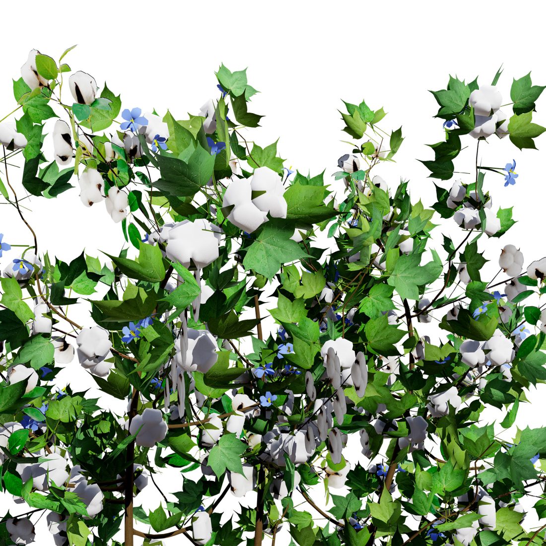 Cotton Plant 3d Model 3D Model for VRay, Corona | CGMood